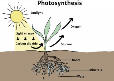 The Carbon Cycle - Knowledge Bank - Solar Schools