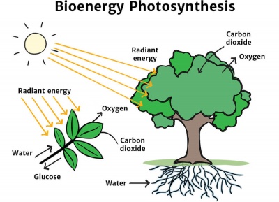 Biomass - Knowledge Bank - Solar Schools